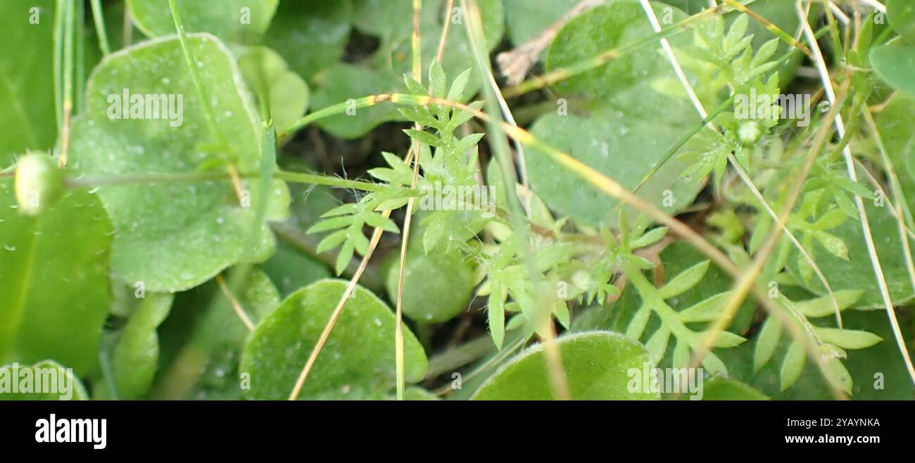 Cotula australis hi-res stock photography and images - Alamy