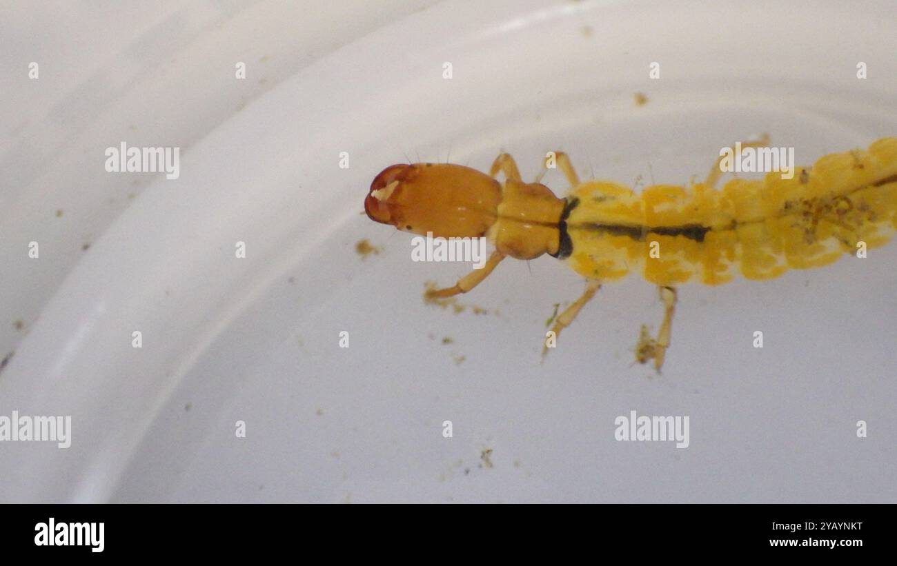 Little Black Caddisflies (Chimarra) Insecta Stock Photo - Alamy