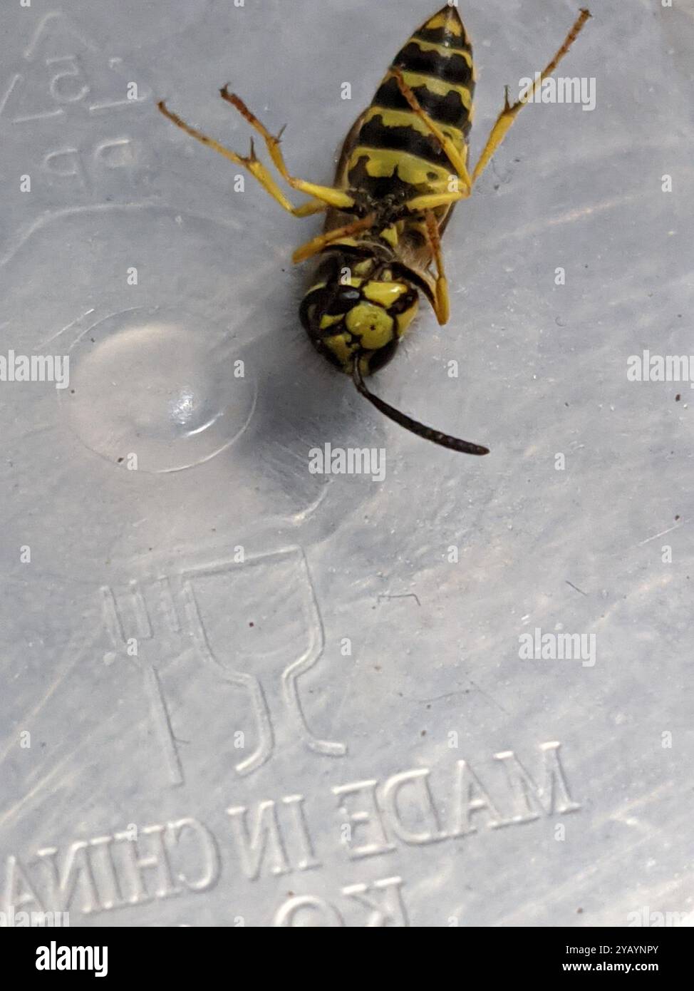 Eastern Yellowjacket (Vespula maculifrons) Insecta Stock Photo - Alamy