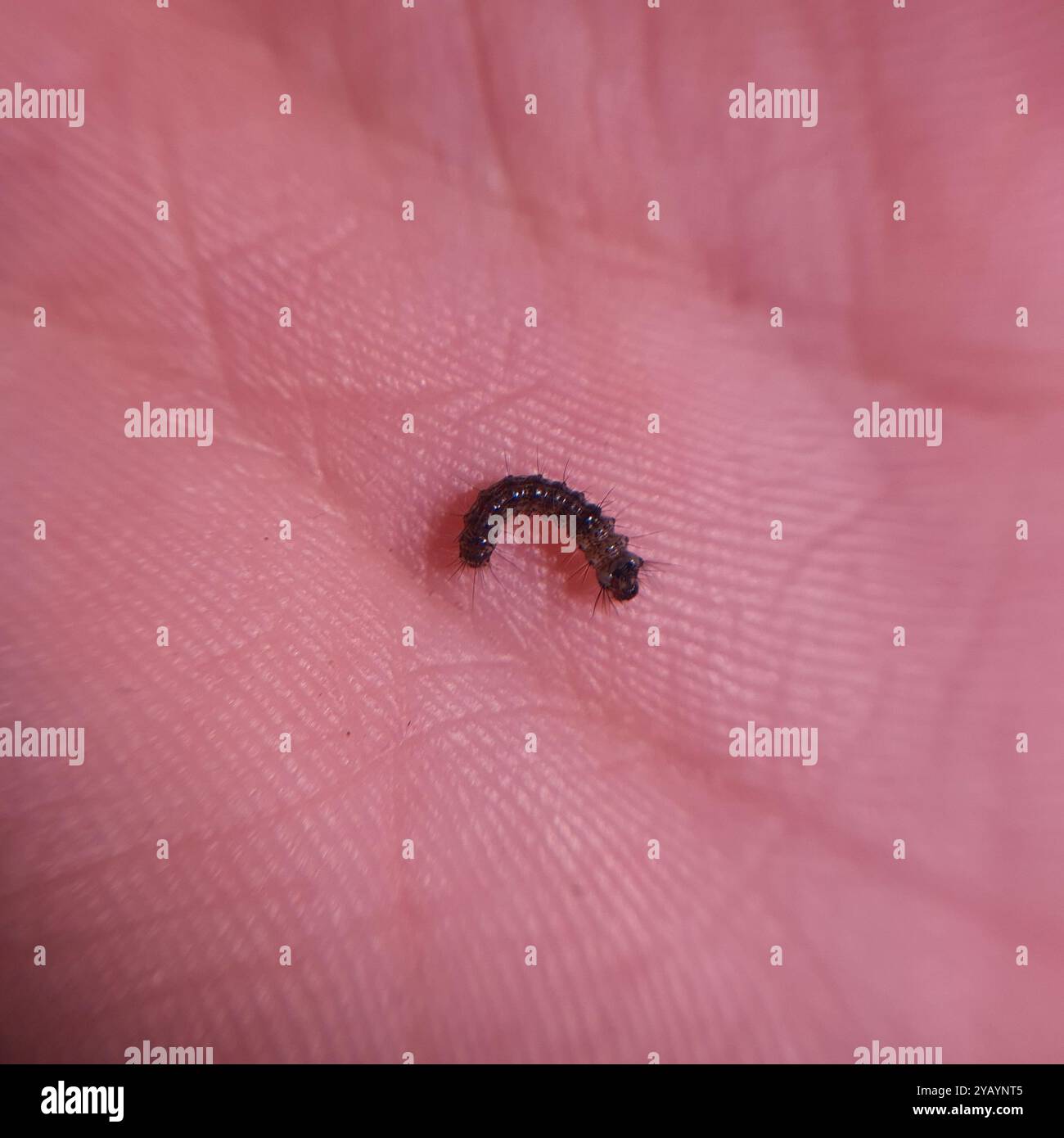 Common Anthelid Moth (Anthela acuta) Insecta Stock Photo - Alamy