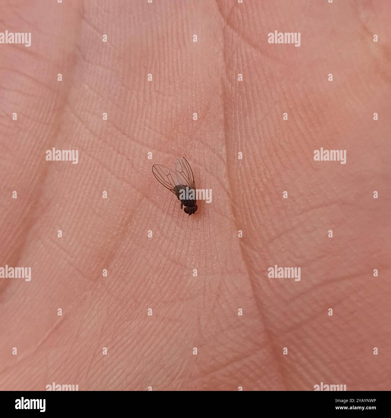 Black Flies (Simuliidae) Insecta Stock Photo - Alamy