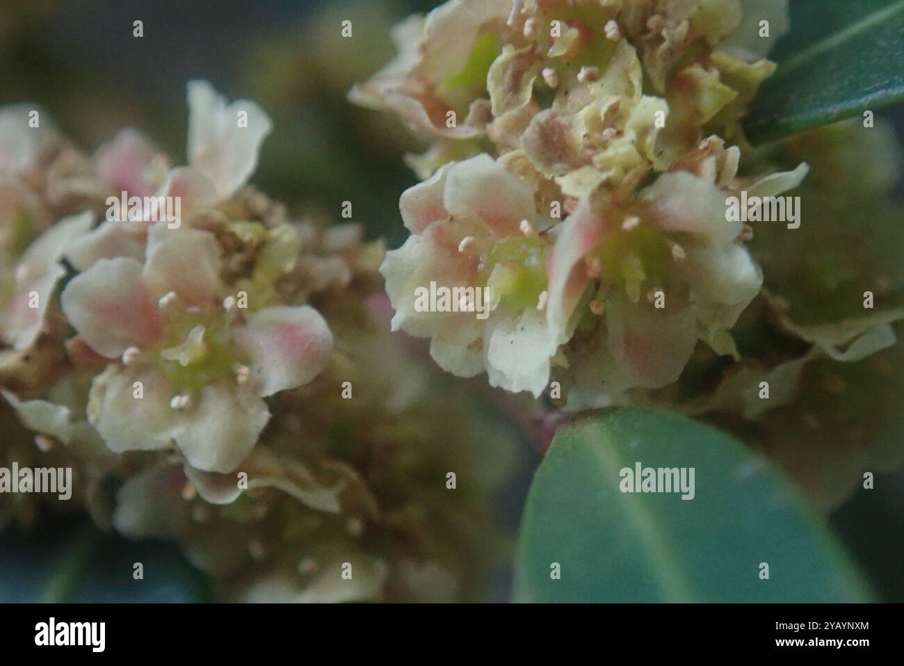 Hedgehog Tree (Pterocelastrus echinatus) Plantae Stock Photo - Alamy