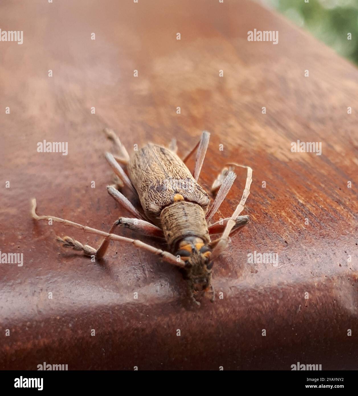 Lemon tree borer (Oemona hirta) Insecta Stock Photo - Alamy
