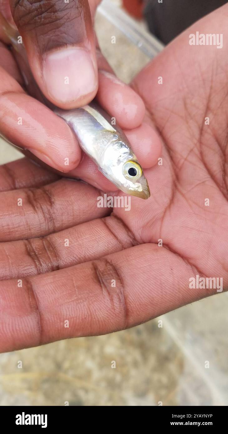 Atlantic Silverside (Menidia menidia) Actinopterygii Stock Photo - Alamy