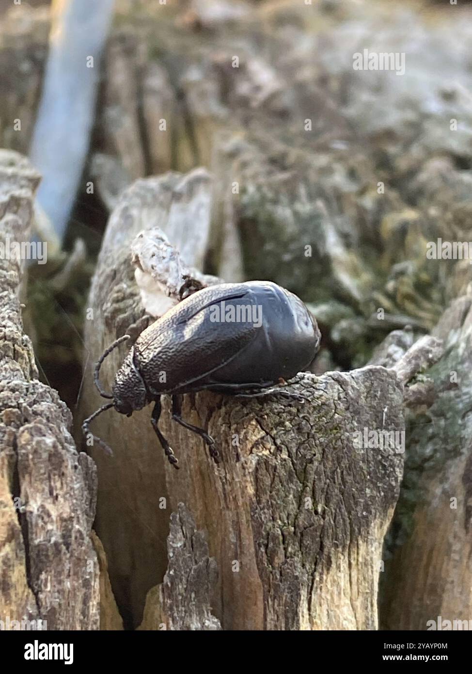 black-punctured leaf beetle (Galeruca tanaceti) Insecta Stock Photo - Alamy