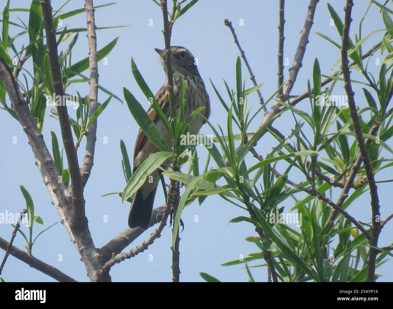 Spectacled Tyrant (Hymenops perspicillatus) Aves Stock Photo - Alamy