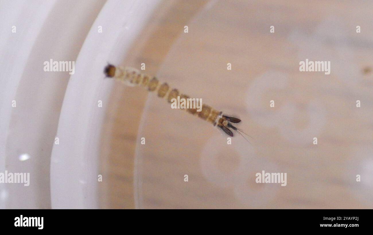 Dixa hi-res stock photography and images - Alamy