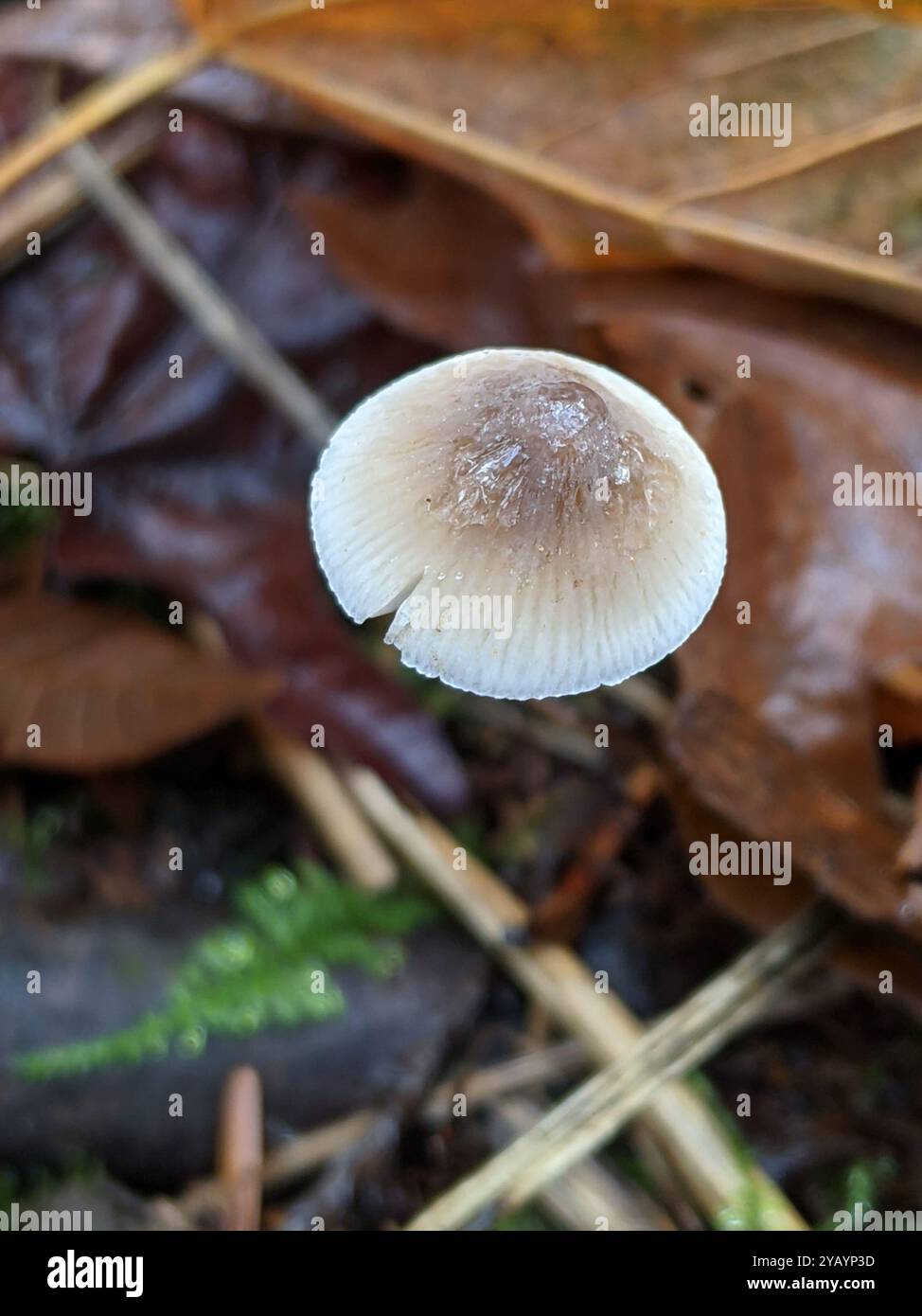 Iodine Bonnet (Mycena filopes) Fungi Stock Photo - Alamy