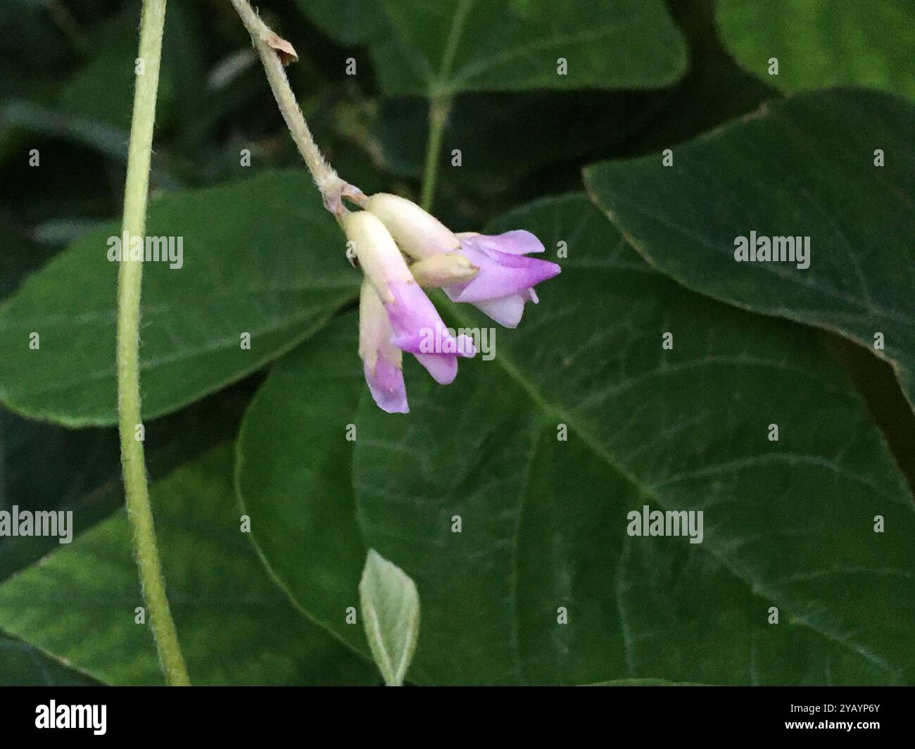 American hog-peanut (Amphicarpaea bracteata) Plantae Stock Photo - Alamy