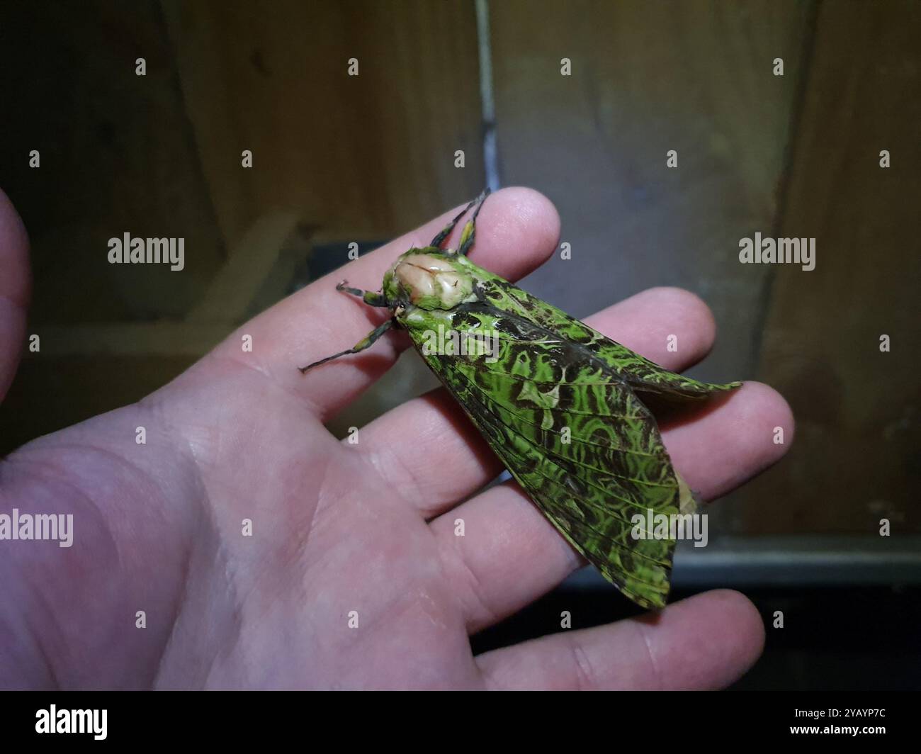Puriri moth (Aenetus virescens) Insecta Stock Photo - Alamy