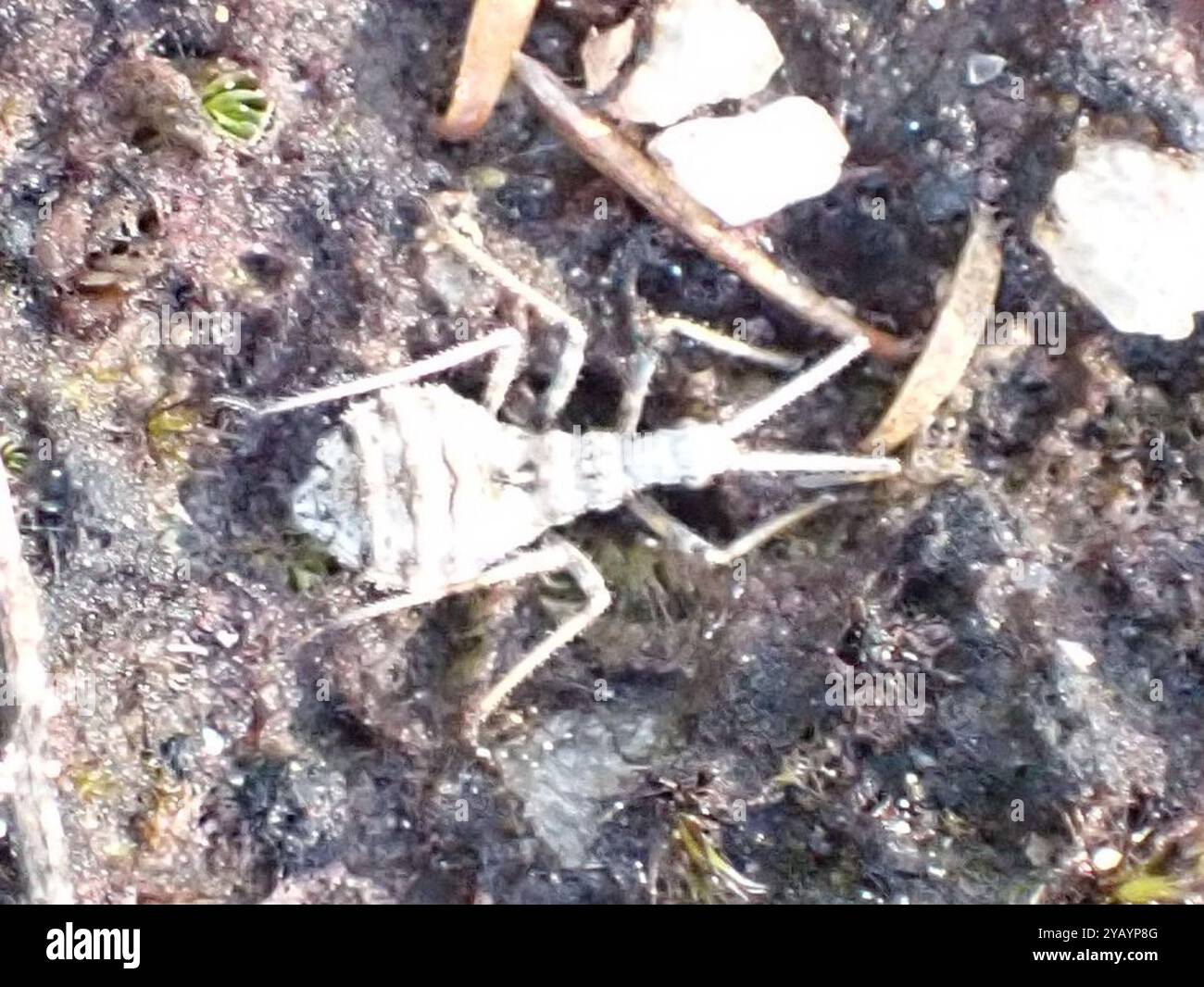 Assassin Bugs (Reduviidae) Insecta Stock Photo - Alamy