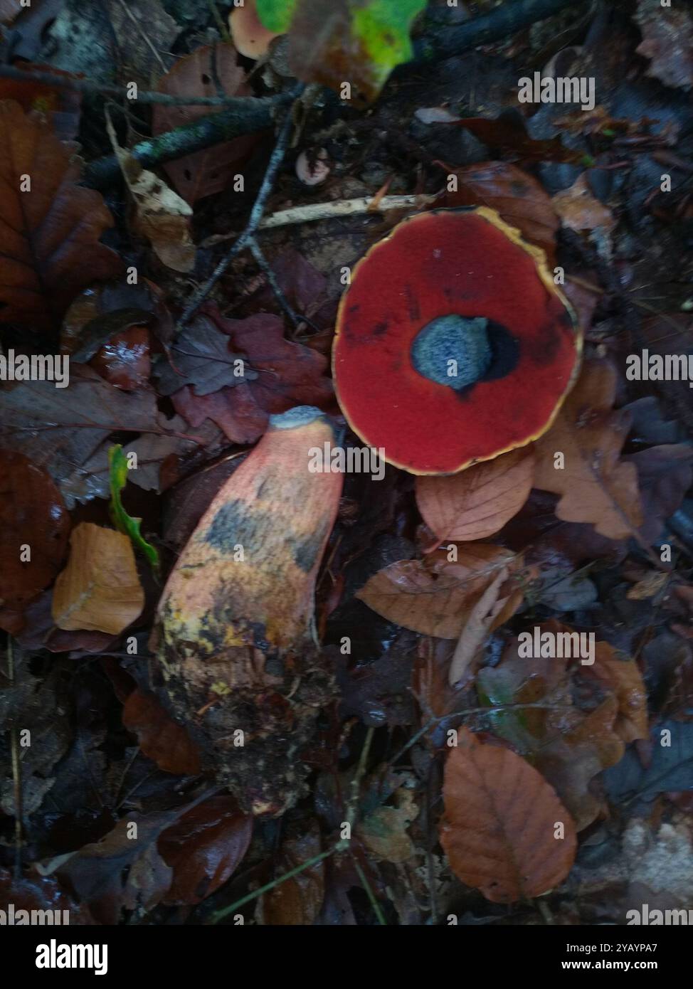 Dotted Stem Bolete (Neoboletus erythropus) Fungi Stock Photo - Alamy