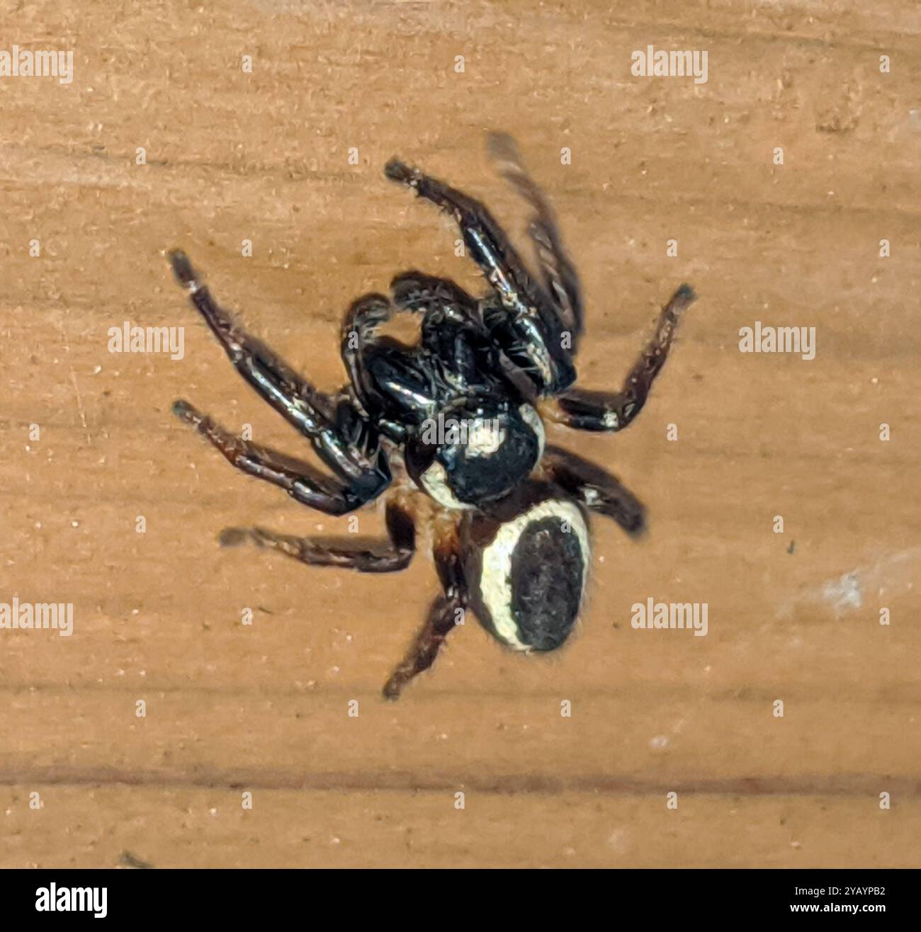 Bronze Jumping Spider (Eris militaris) Arachnida Stock Photo - Alamy