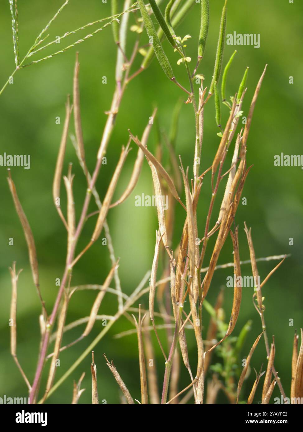 Asian spiderflower (Cleome viscosa) Plantae Stock Photo - Alamy