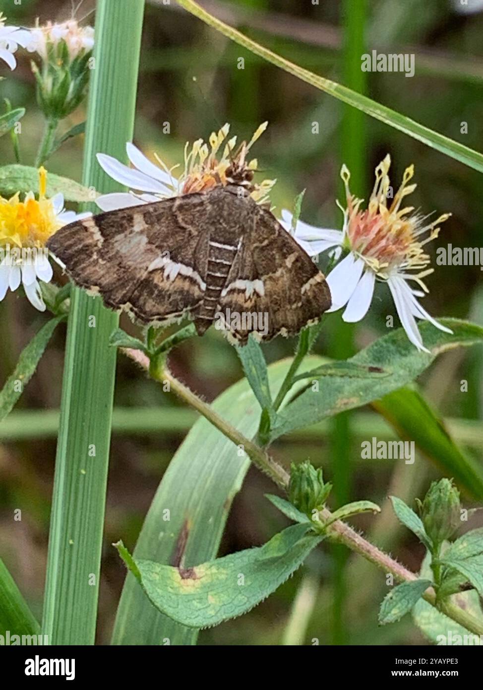 Spotted Beet Webworm Moth (Hymenia perspectalis) Insecta Stock Photo ...
