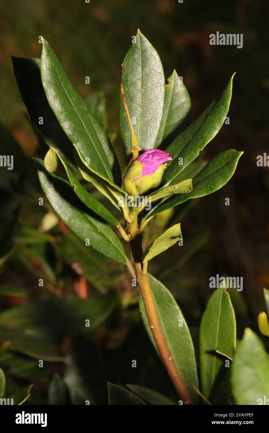 Common Rhododendron (Rhododendron ponticum) Plantae Stock Photo - Alamy