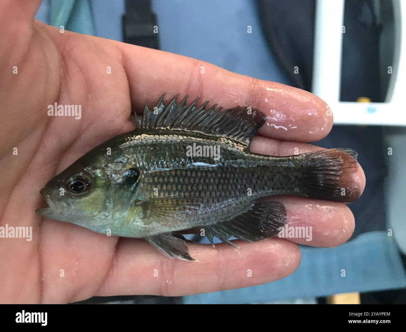 Redspotted Sunfish (Lepomis miniatus) Actinopterygii Stock Photo - Alamy