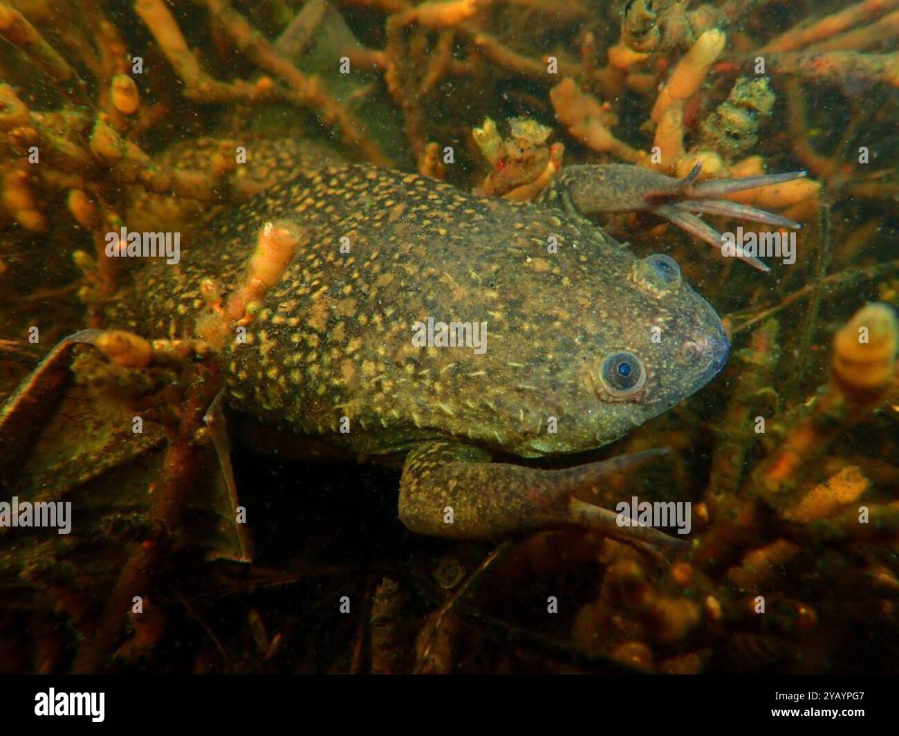 African Clawed Frog (Xenopus laevis) Amphibia Stock Photo - Alamy