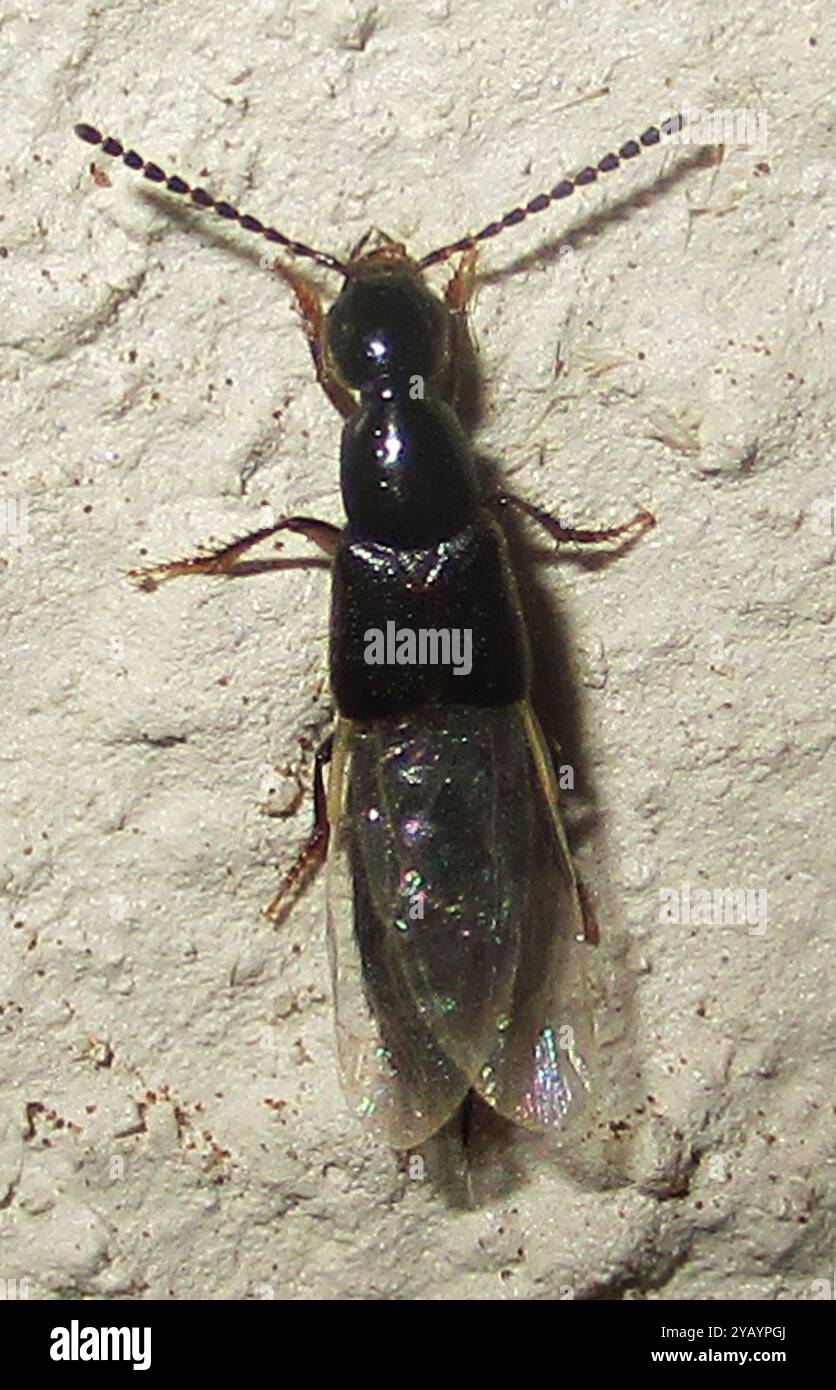 Rove Beetles (Staphylinidae) Insecta Stock Photo - Alamy