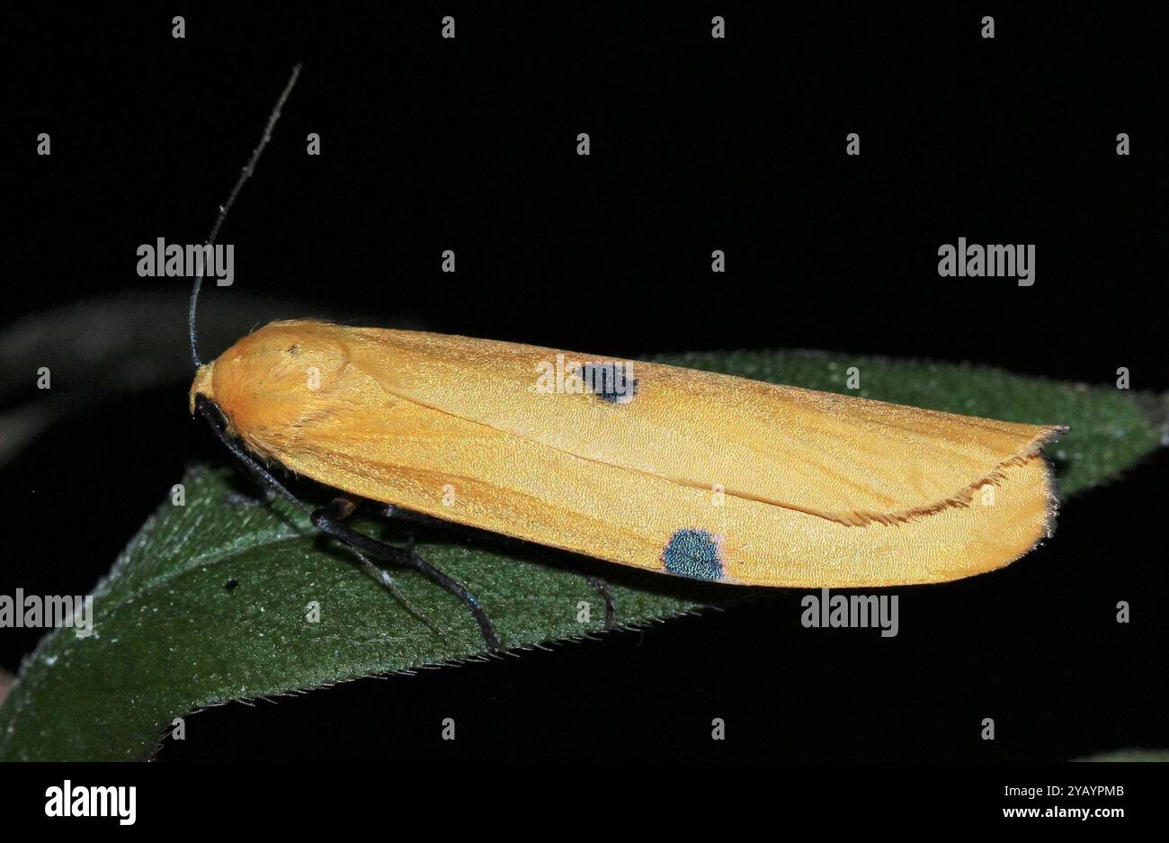 Four-spotted Footman (Lithosia quadra) Insecta Stock Photo - Alamy