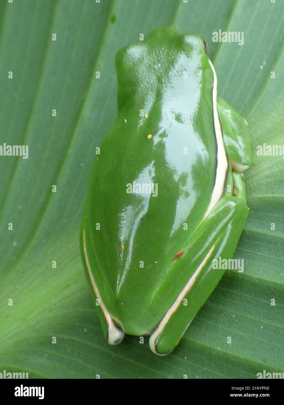 Green Treefrog (Hyla cinerea) Amphibia Stock Photo - Alamy