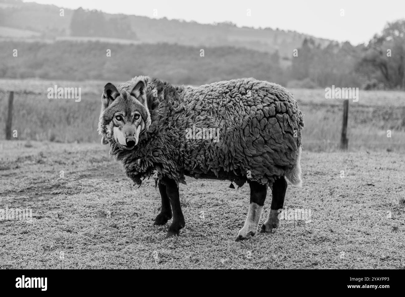 Wolf in sheep's clothing closeup portrait isolated with blurred ...
