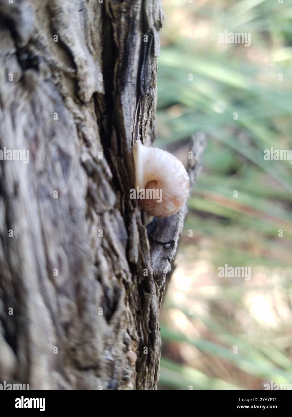 (Cerion tridentatum) Mollusca Stock Photo - Alamy
