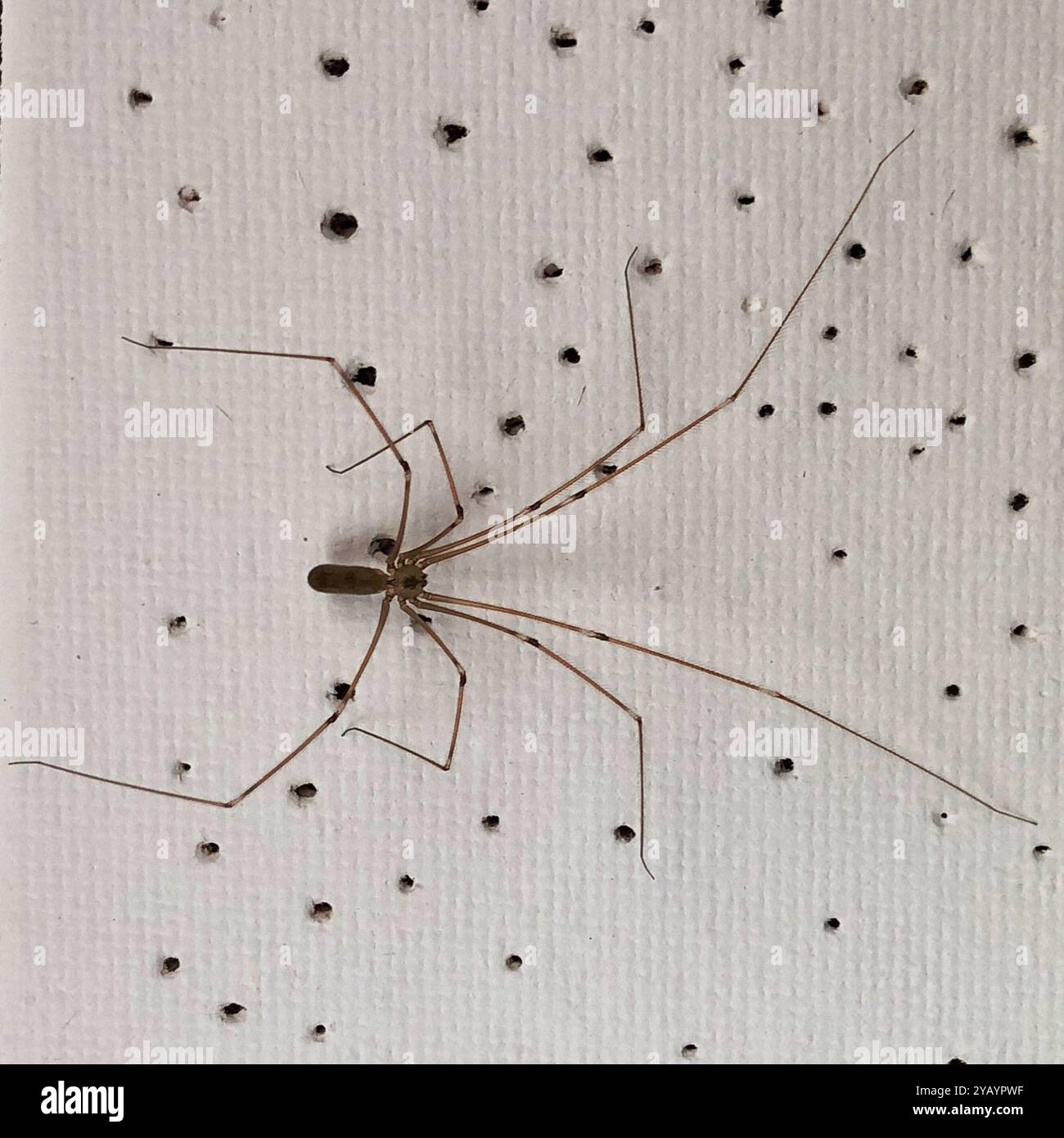 Long-bodied Cellar Spider (Pholcus phalangioides) Arachnida Stock Photo ...