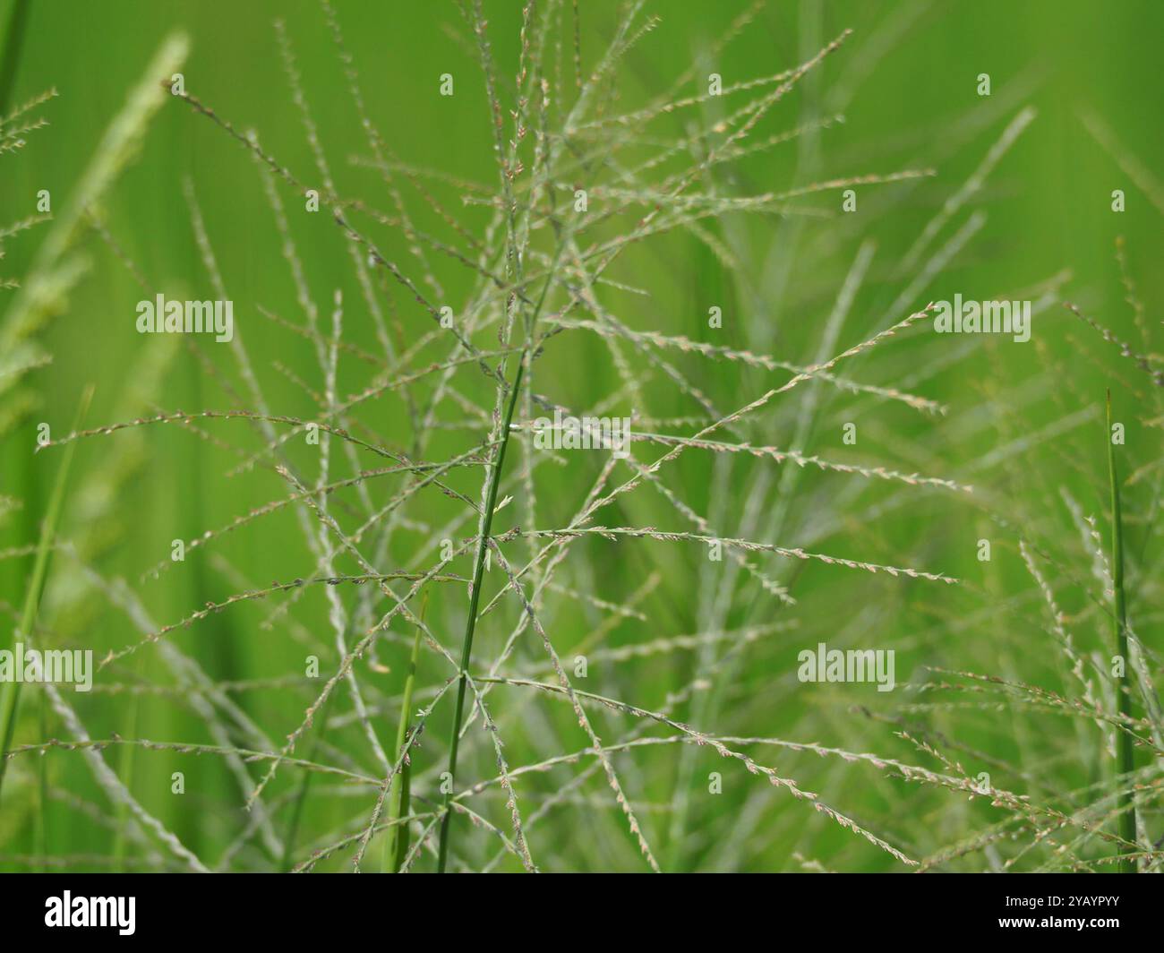 Chinese Sprangletop (Dinebra chinensis) Plantae Stock Photo - Alamy