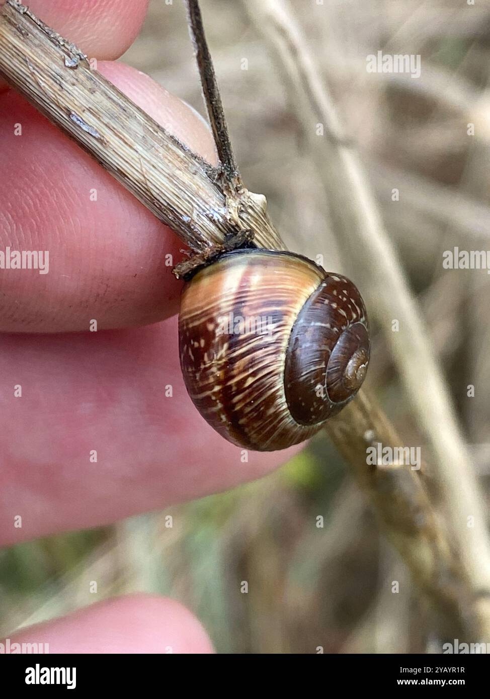 Copse Snail (Arianta arbustorum) Mollusca Stock Photo - Alamy