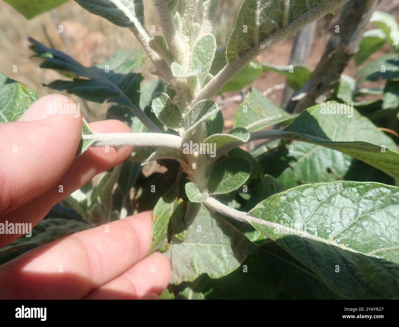 giant bitter-apple (Solanum giganteum) Plantae Stock Photo - Alamy