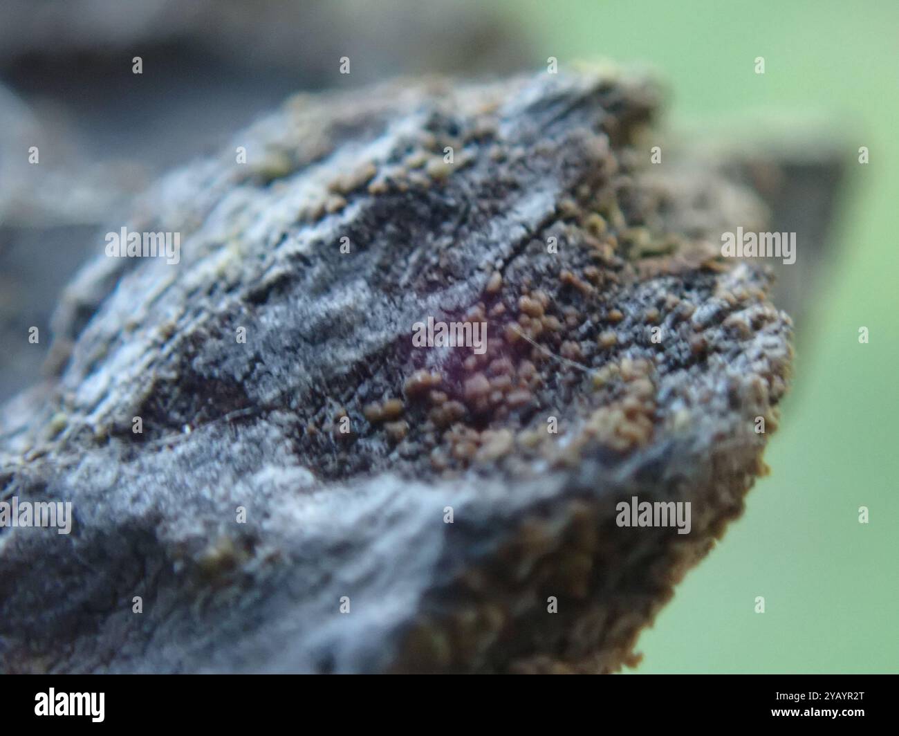 Common Clam Lichen (Hypocenomyce scalaris) Fungi Stock Photo - Alamy