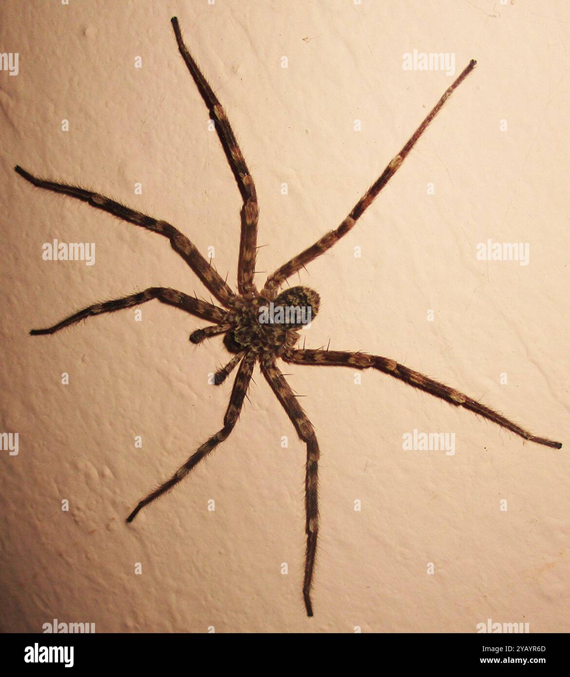 Crescent-eyed Spiders (Selenops) Arachnida Stock Photo - Alamy