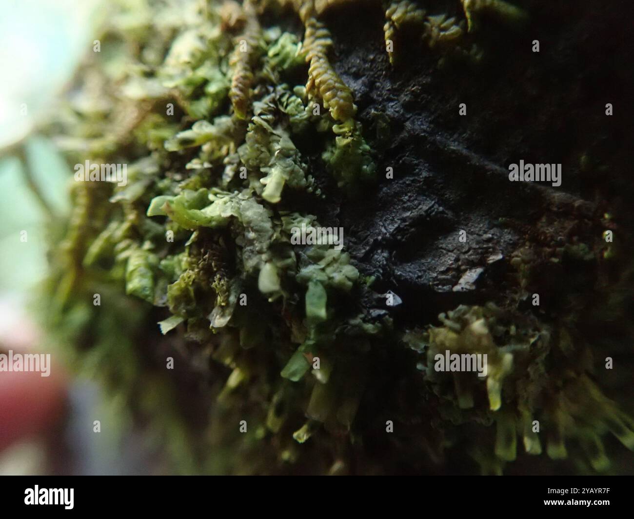Flat-leaved Scalewort (Radula complanata) Plantae Stock Photo - Alamy