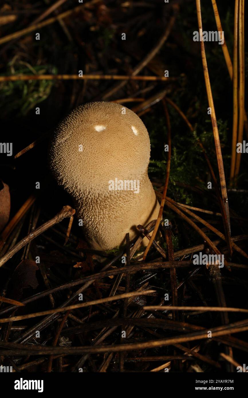 Pear-shaped Puffball (Apioperdon pyriforme) Fungi Stock Photo - Alamy