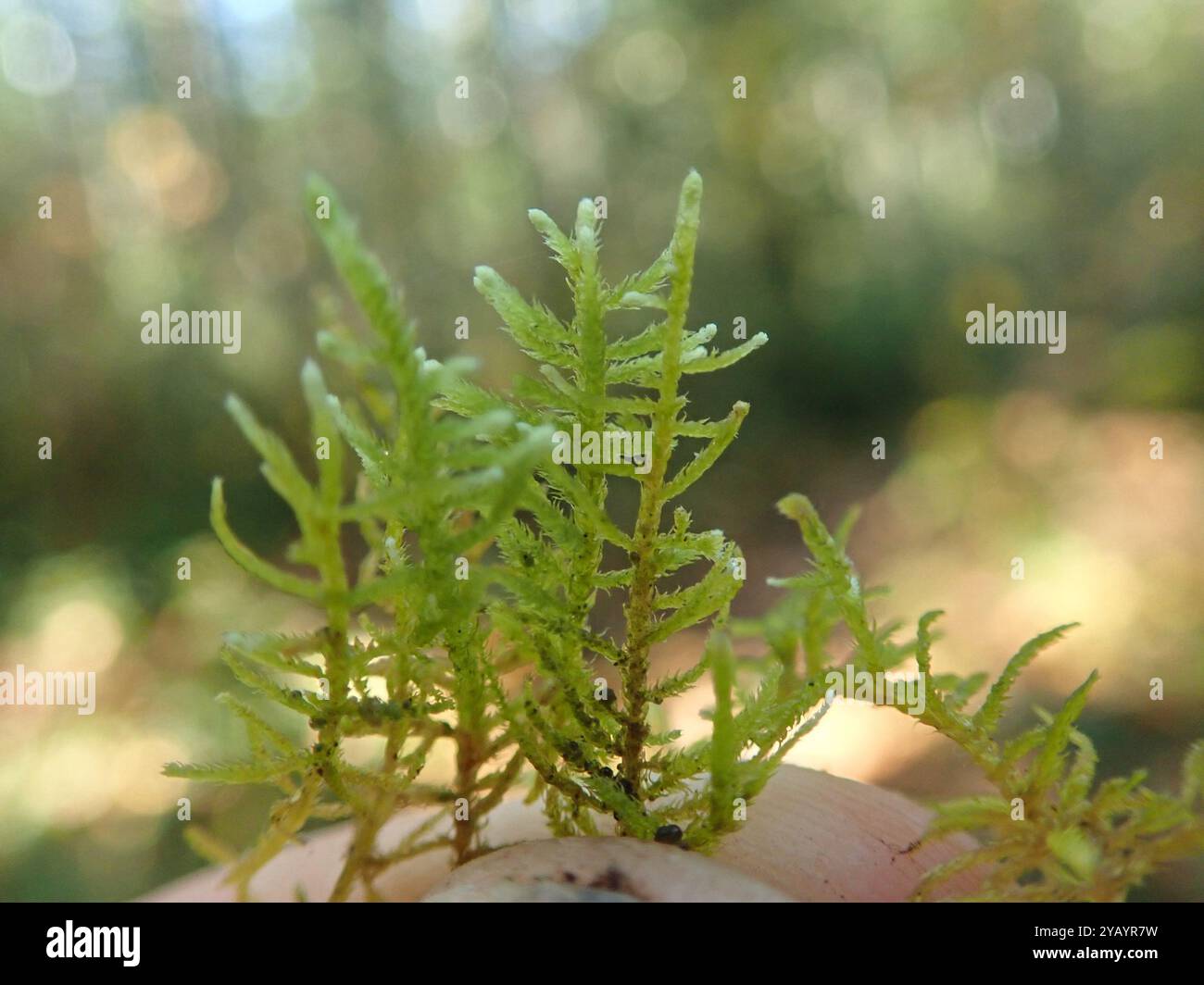 crispleaf roughmoss (Claopodium crispifolium) Plantae Stock Photo - Alamy