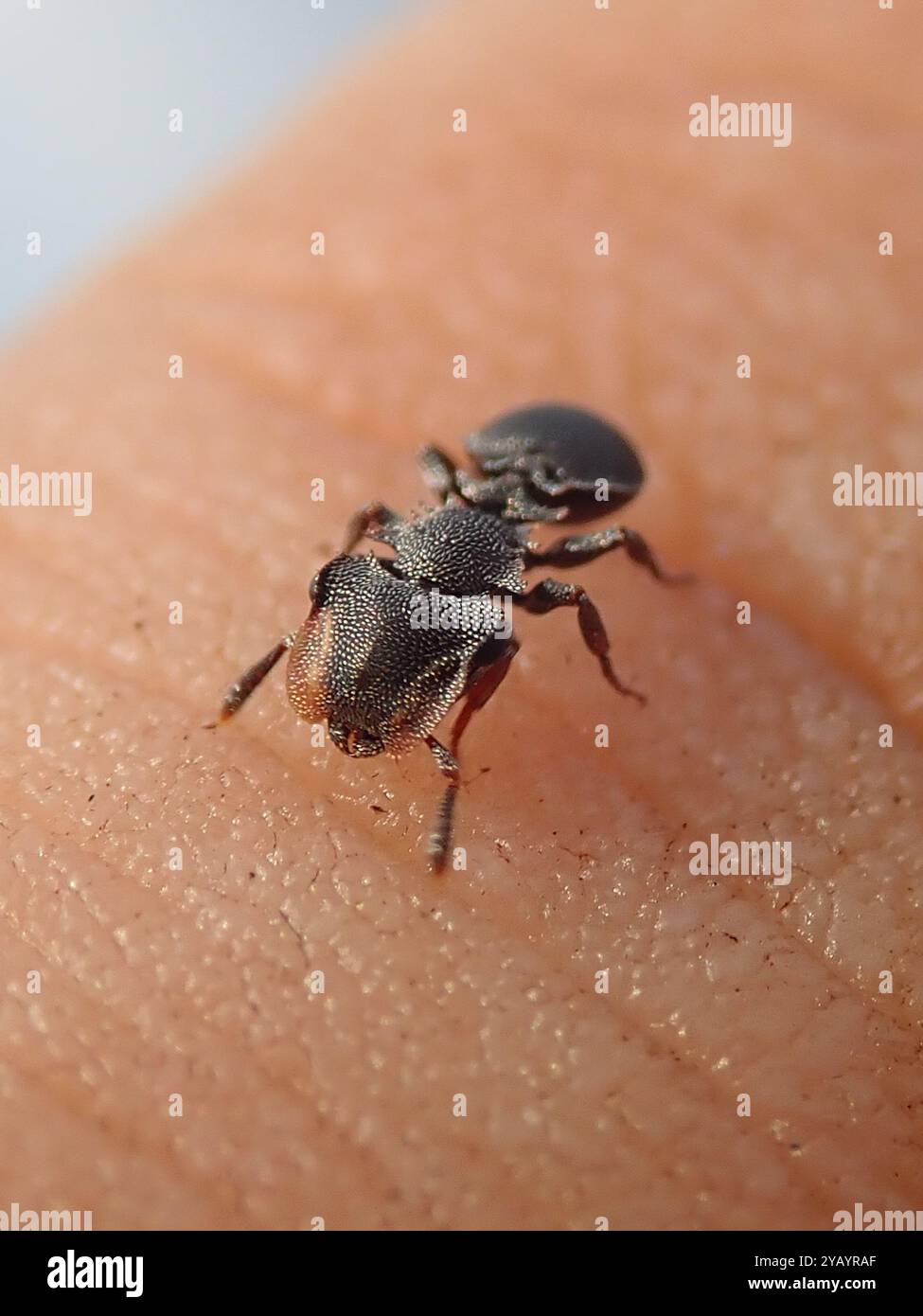 Depressus-group Turtle Ants (Cephalotes depressus) Insecta Stock Photo ...