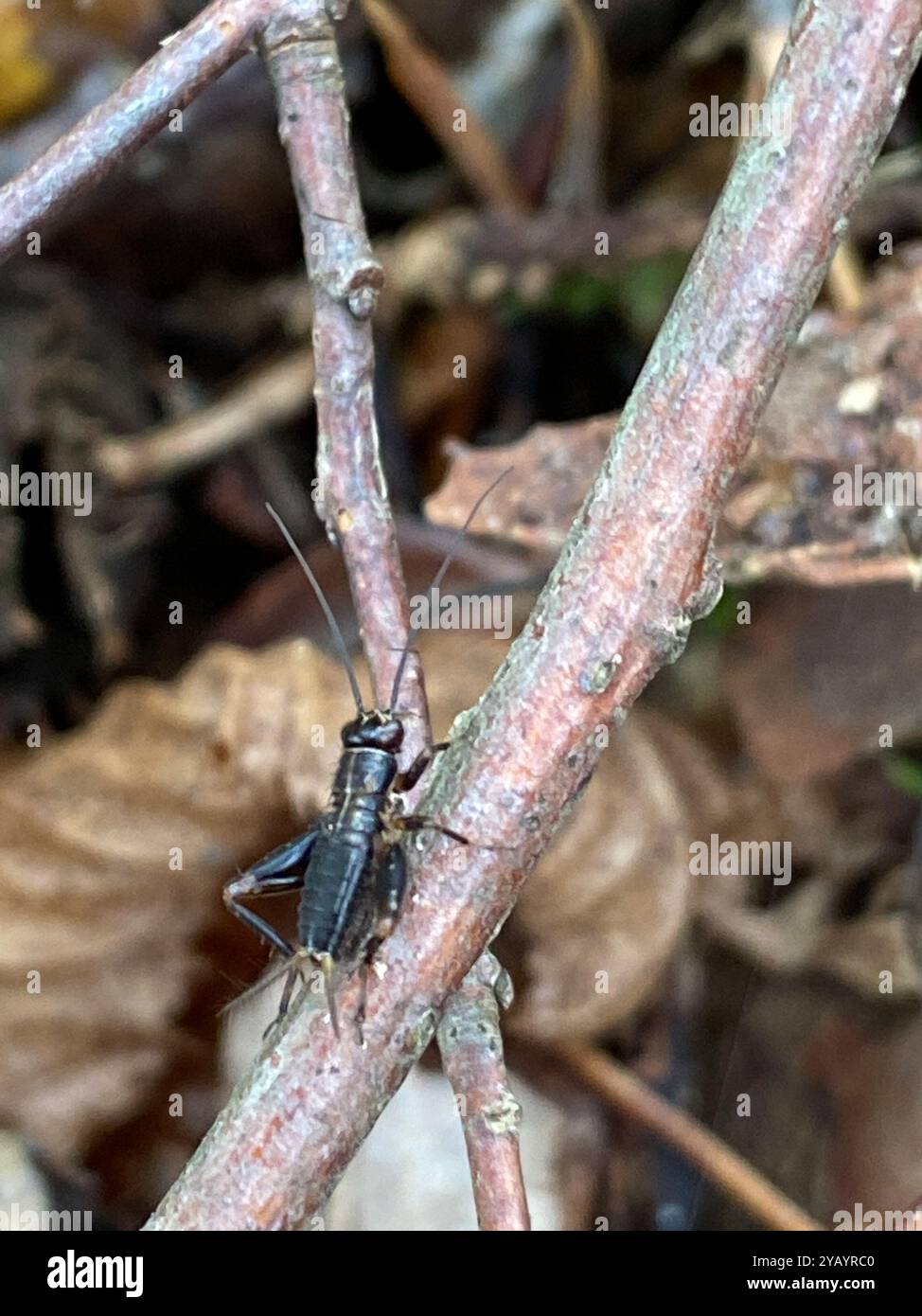 Nemobius hi-res stock photography and images - Alamy