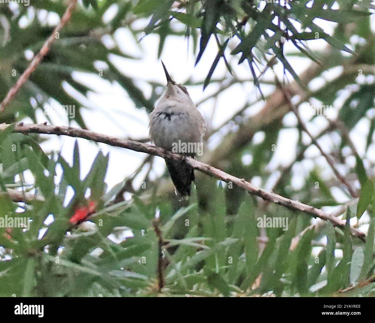 Ruby-throated Hummingbird (Archilochus colubris) Aves Stock Photo - Alamy