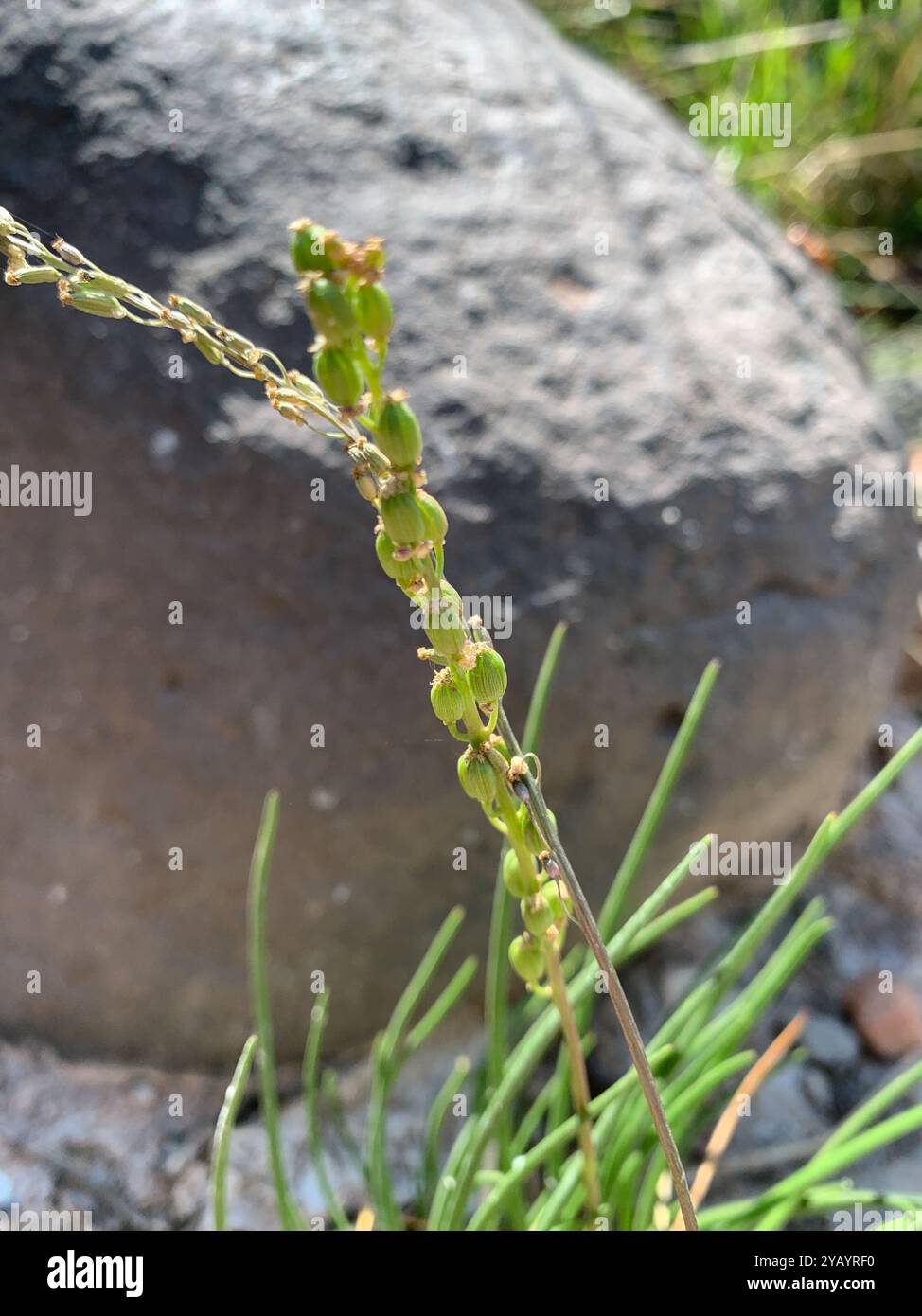 vascular plants (Tracheophyta) Plantae Stock Photo - Alamy