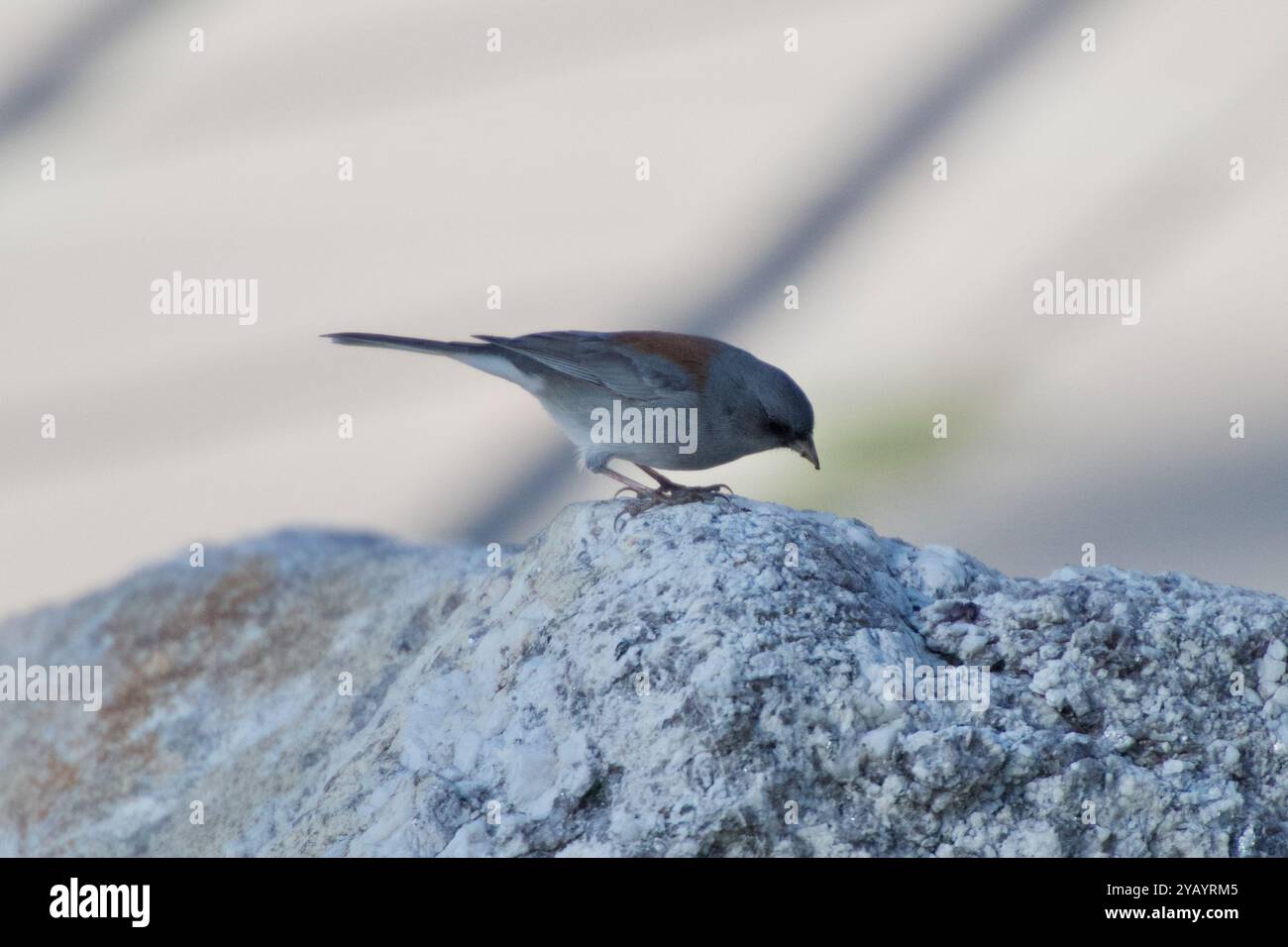 Gray-headed Junco (Junco hyemalis caniceps) Aves Stock Photo - Alamy