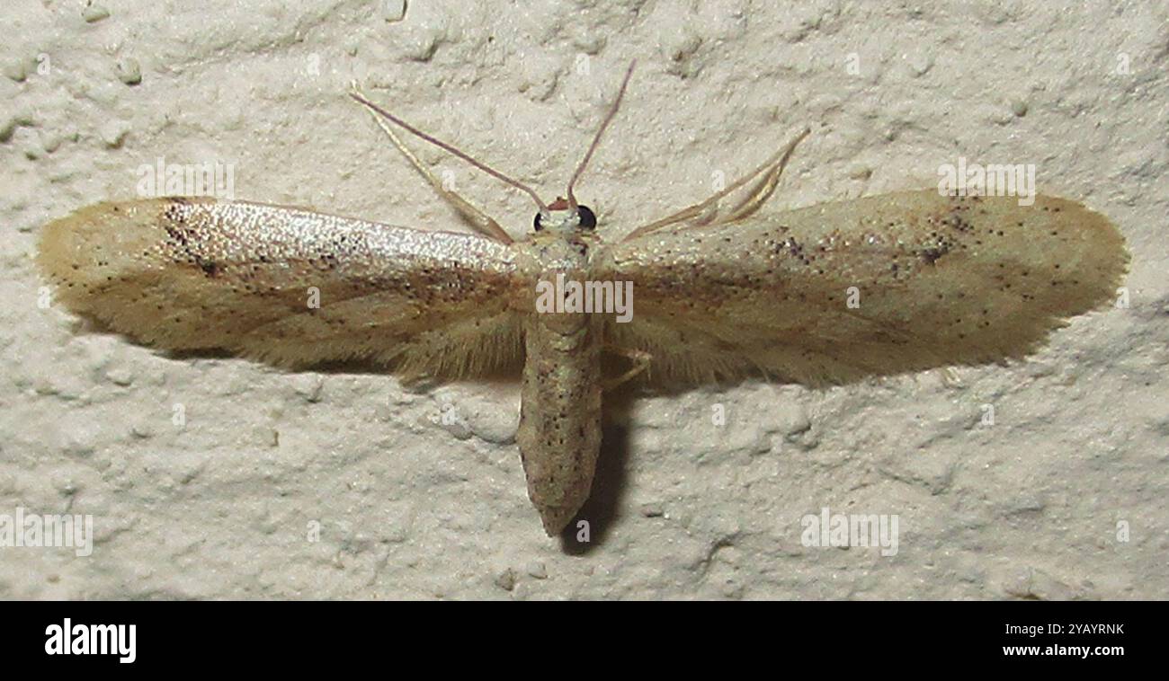 Geometer Moths (Geometridae) Insecta Stock Photo - Alamy