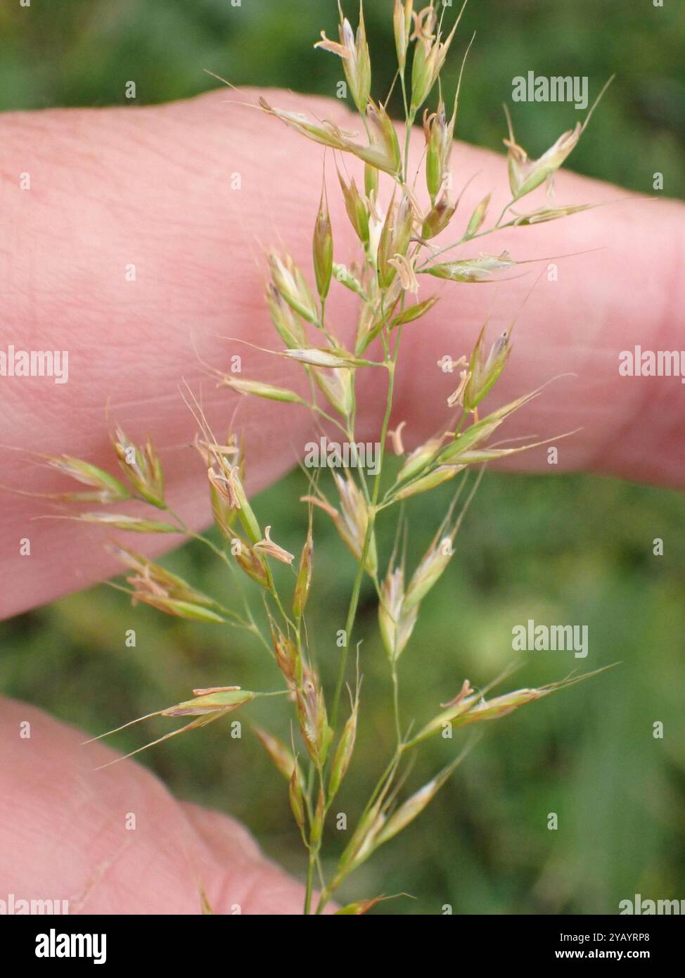 Yellow Oat-grass (Trisetum flavescens) Plantae Stock Photo - Alamy