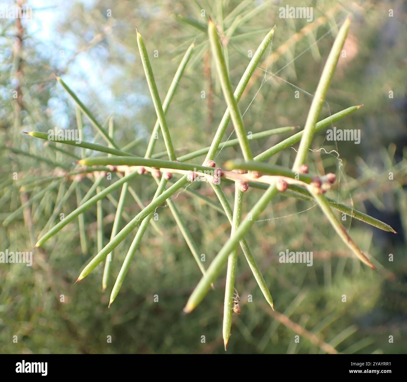 Hakea teretifolia hi-res stock photography and images - Alamy
