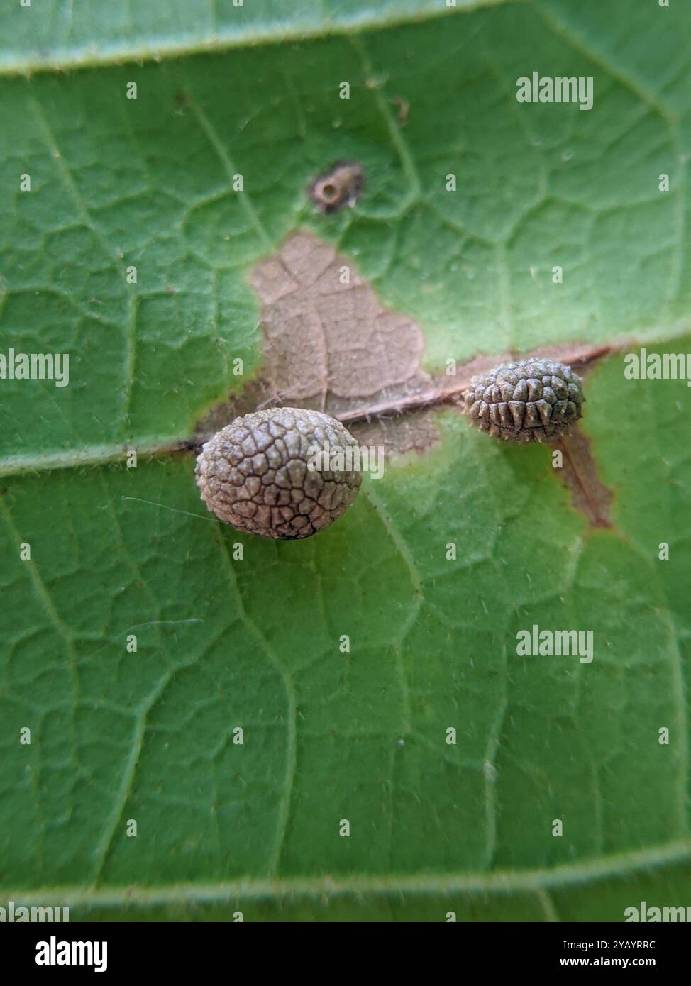 Jewel Oak Gall Wasp (Acraspis quercushirta) Insecta Stock Photo - Alamy