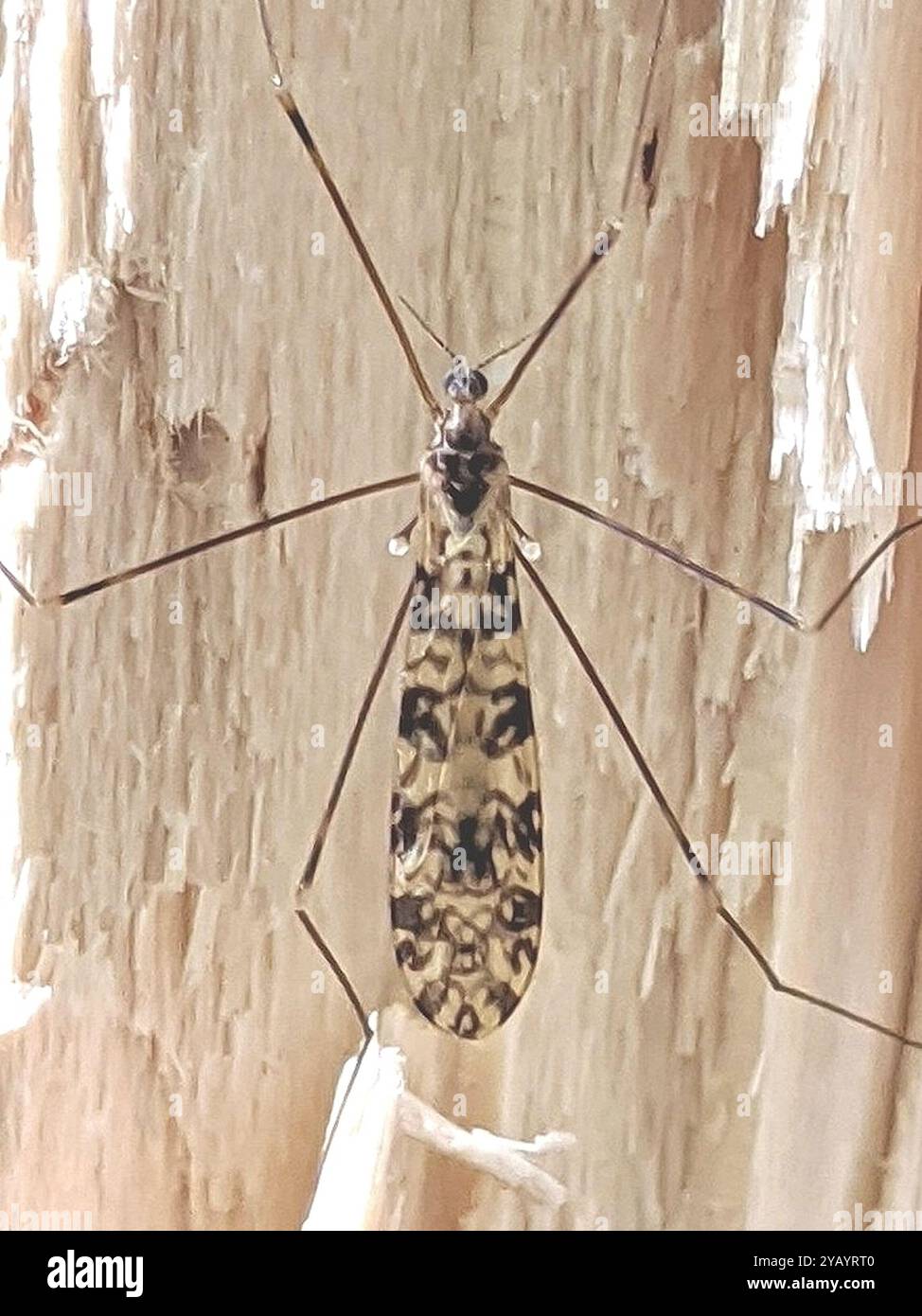 (Discobola annulata) Insecta Stock Photo - Alamy