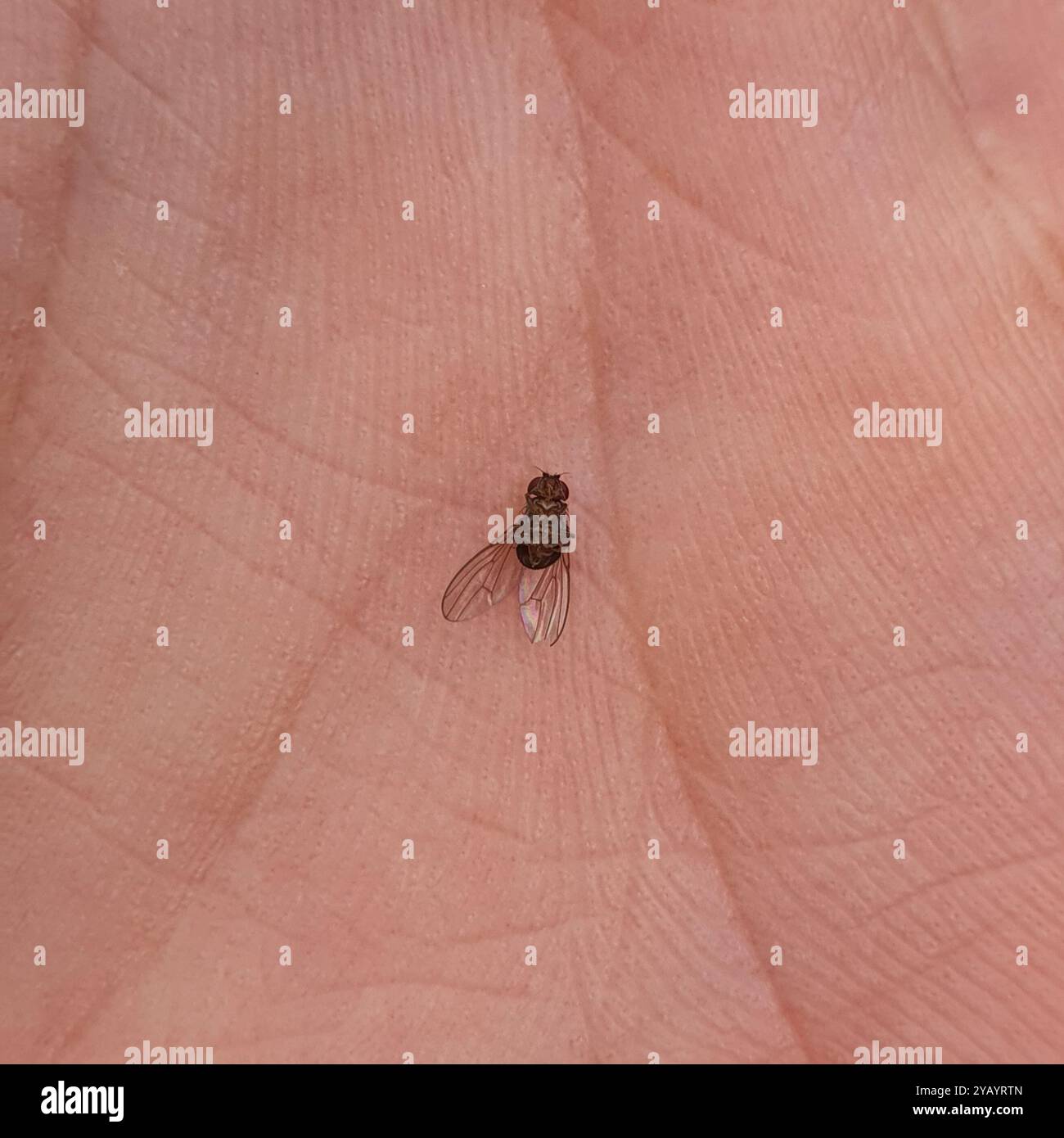 Black Flies (Simuliidae) Insecta Stock Photo - Alamy
