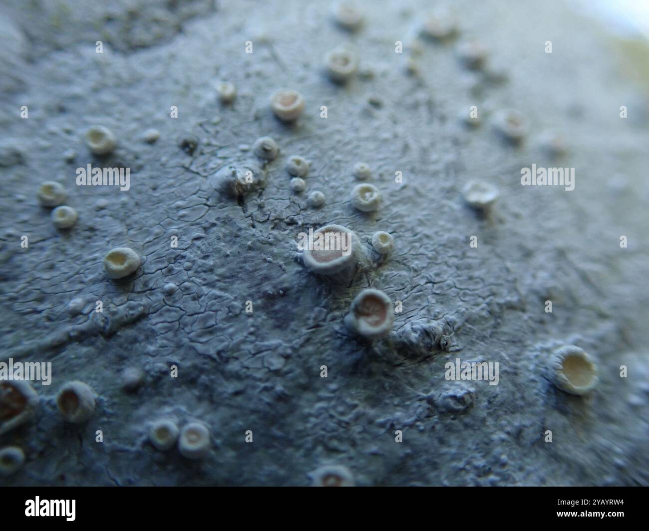 Smooth Saucer Lichen (Ochrolechia laevigata) Fungi Stock Photo - Alamy