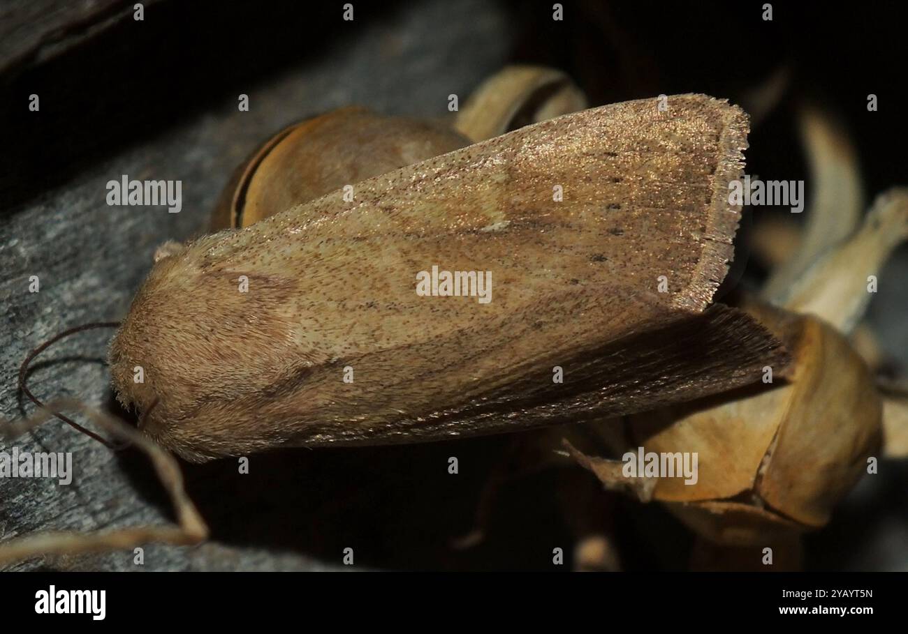 The Clay (Mythimna ferrago) Insecta Stock Photo - Alamy
