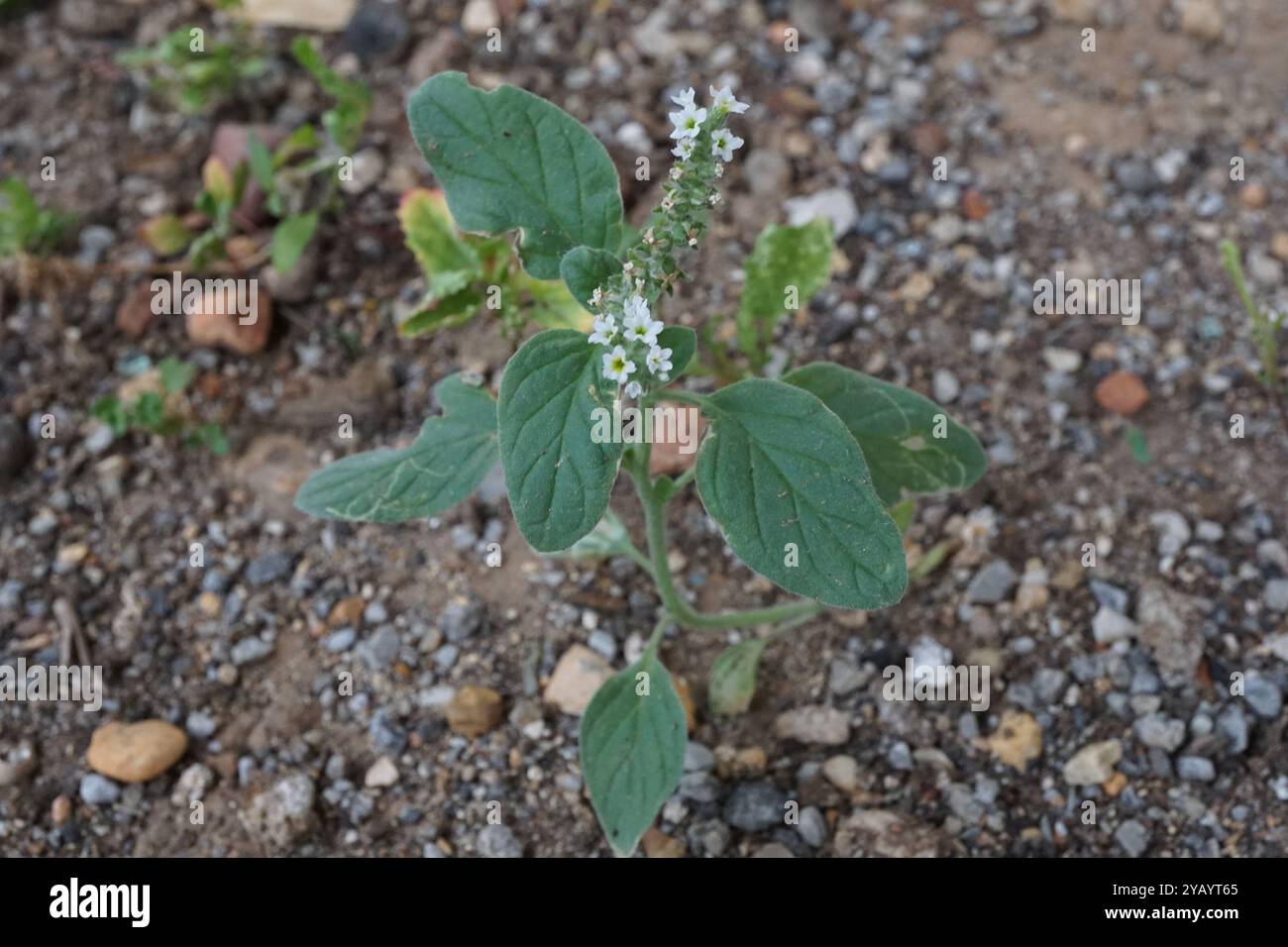 European heliotrope (Heliotropium europaeum) Plantae Stock Photo - Alamy